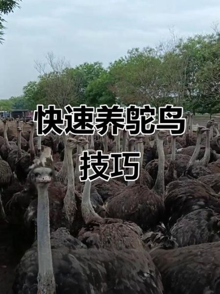 鸵鸟养殖技术_鸵鸟养殖常见问题-第1张图片-山城妙识