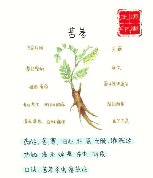 苦参的功效与作用_苦参能治什么病-第1张图片-山城妙识