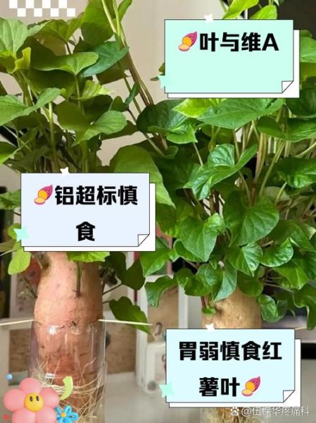红薯叶子不能和什么一起吃_红薯叶子哪些人不能吃-第1张图片-山城妙识