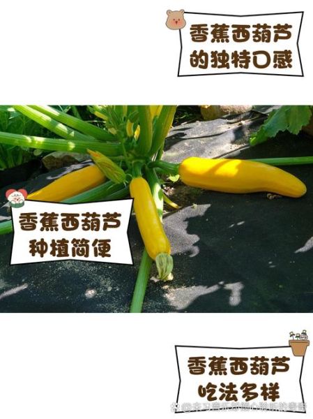 香蕉西葫芦的营养价值_香蕉西葫芦怎么吃最营养-第1张图片-山城妙识