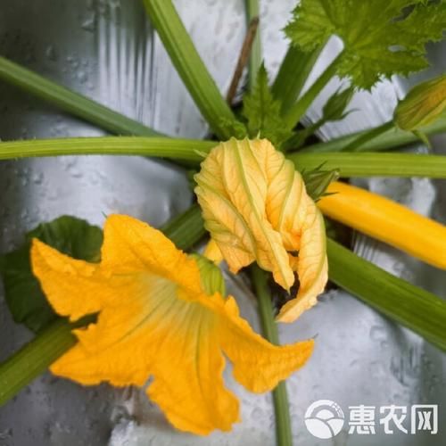 香蕉西葫芦的营养价值_香蕉西葫芦怎么吃最营养-第2张图片-山城妙识