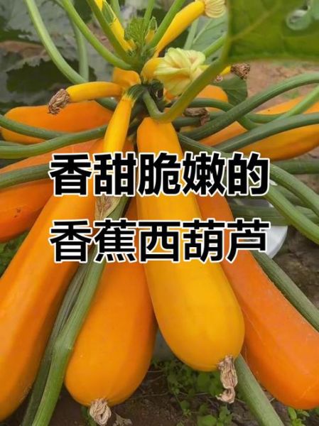 香蕉西葫芦的营养价值_香蕉西葫芦怎么吃最营养-第3张图片-山城妙识
