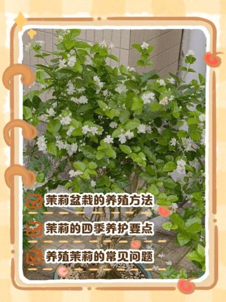 茉莉花怎么养_茉莉花养殖注意事项-第2张图片-山城妙识