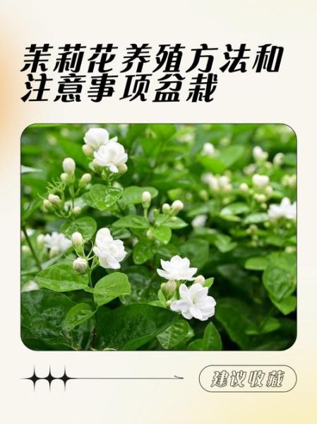 茉莉花怎么养_茉莉花养殖注意事项-第3张图片-山城妙识