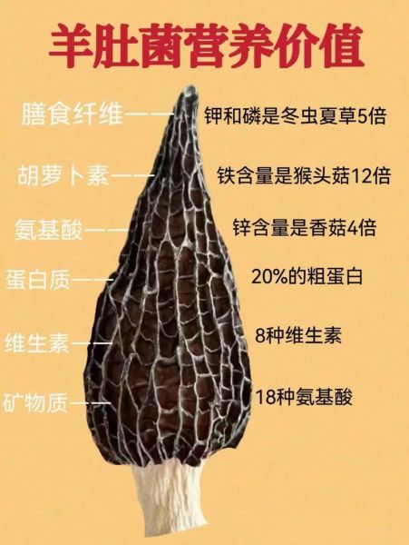 野生羊肚菌的功效与作用_野生羊肚菌怎么吃最好-第1张图片-山城妙识