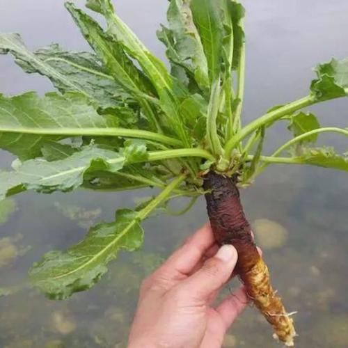 羊蹄根和土大黄的区别_怎么区分羊蹄根与土大黄-第1张图片-山城妙识