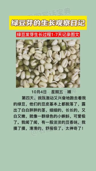 绿豆芽怎么发_发绿豆芽的详细步骤-第2张图片-山城妙识