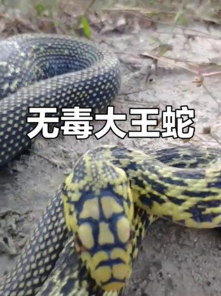 大王蛇图片大全大图_大王蛇有毒吗-第1张图片-山城妙识