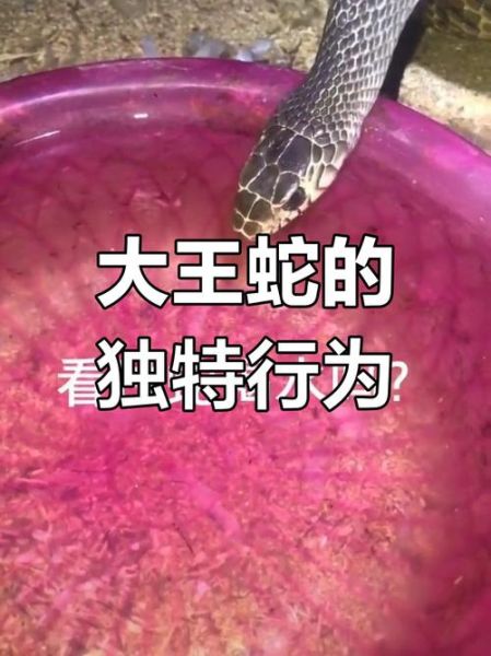 大王蛇图片大全大图_大王蛇有毒吗-第2张图片-山城妙识