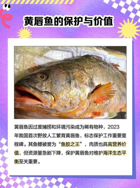黄唇鱼肚多少钱一斤_黄唇鱼肚的功效与作用-第2张图片-山城妙识