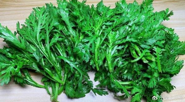 蓬蒿的读音是什么_蓬蒿怎么读才标准-第1张图片-山城妙识