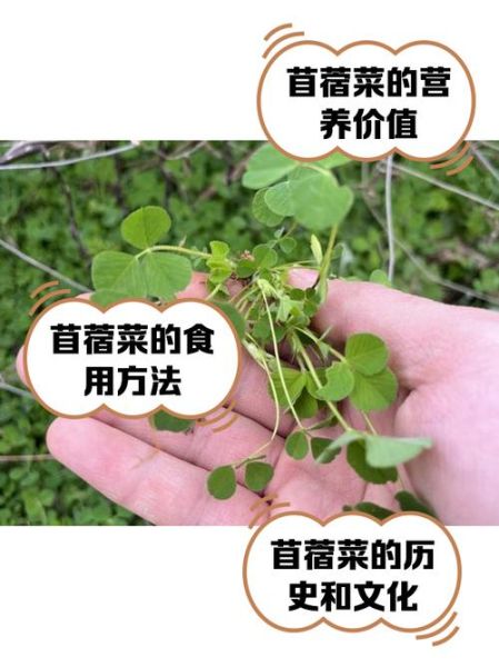 苜蓿草是什么_苜蓿草怎么种植-第2张图片-山城妙识 苜蓿草是什么_苜蓿草怎么种植-第2张图片-山城妙识