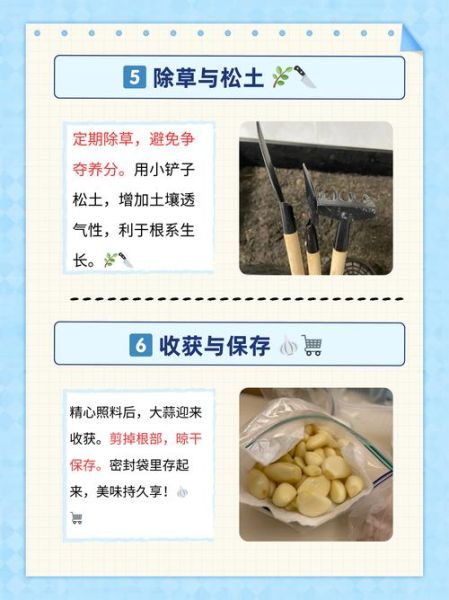 大蒜什么时候种最合适_大蒜种植方法步骤详解-第1张图片-山城妙识