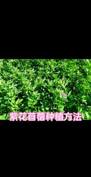 苜蓿草是什么_苜蓿草怎么种植-第1张图片-山城妙识 苜蓿草是什么_苜蓿草怎么种植-第1张图片-山城妙识