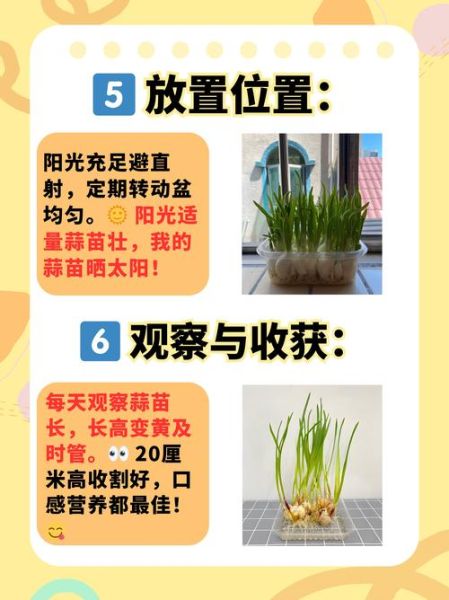 大蒜什么时候种最合适_大蒜种植方法步骤详解-第2张图片-山城妙识