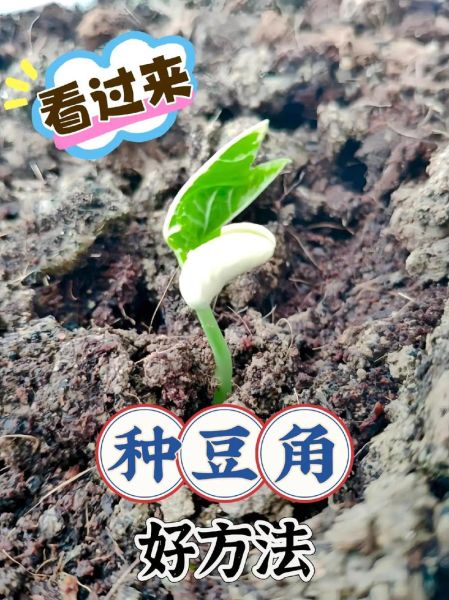 豇豆怎么种_豇豆种植技术与管理-第2张图片-山城妙识