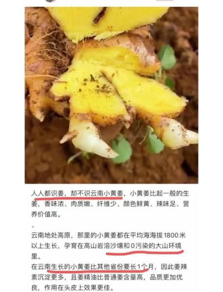 姜黄是生姜吗_姜黄和生姜的区别-第2张图片-山城妙识