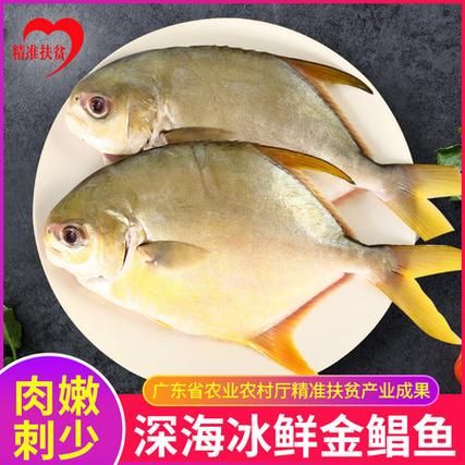金昌鱼多少钱一斤_金昌鱼价格为什么波动大-第1张图片-山城妙识