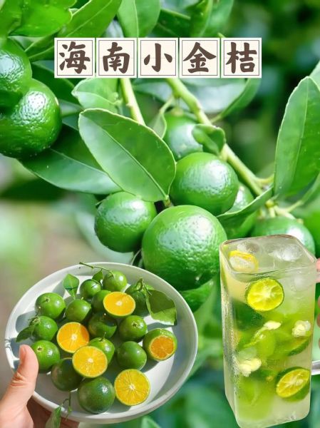 金桔图片大全_金桔怎么挑选-第3张图片-山城妙识