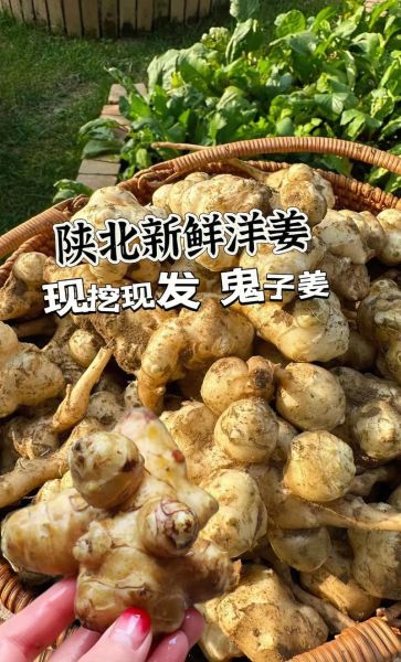 鬼子姜学名叫什么_鬼子姜和洋姜区别-第1张图片-山城妙识