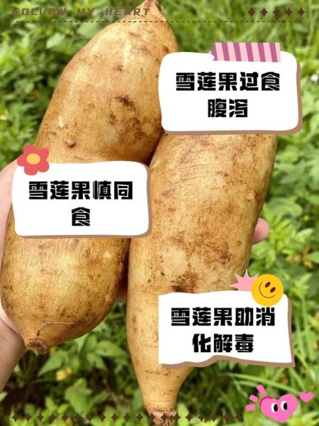 雪莲果多少钱一斤_雪莲果价格为什么差别大-第2张图片-山城妙识