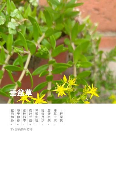 凤尾草能治什么病_凤尾草的功效与作用-第1张图片-山城妙识