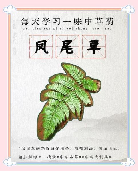凤尾草能治什么病_凤尾草的功效与作用-第2张图片-山城妙识