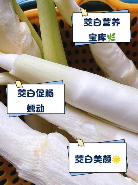 茭白有什么营养价值_茭白功效与作用有哪些-第2张图片-山城妙识