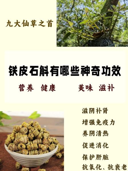 石斛对身体有什么好处_石斛怎么吃效果最好-第1张图片-山城妙识