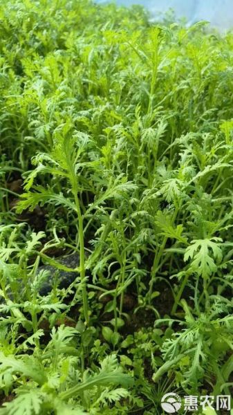 茼蒿图片怎么拍_茼蒿高清图哪里找-第2张图片-山城妙识