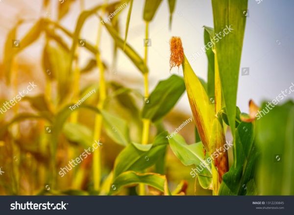 玉米怎么说英语_玉米英文corn还是maize-第3张图片-山城妙识