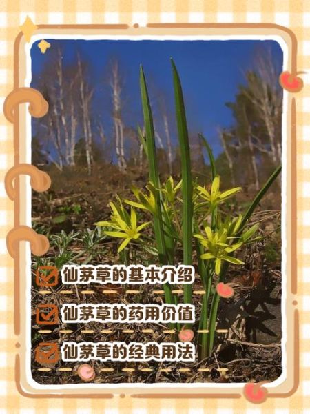 仙茅的功效与作用是什么_仙茅主治哪些疾病-第3张图片-山城妙识