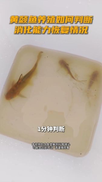 黄颡鱼养殖技术要点_如何提高成活率-第1张图片-山城妙识