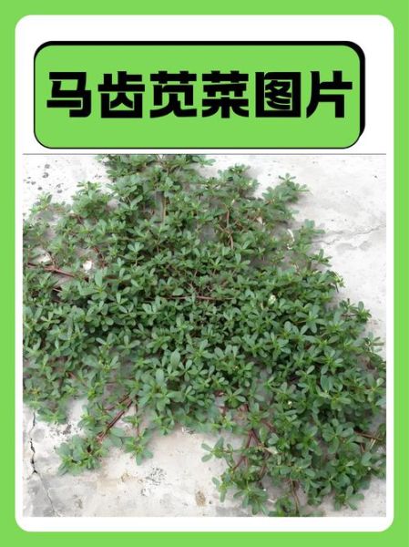 马齿苋怎么读拼音_马齿苋的功效与作用-第1张图片-山城妙识