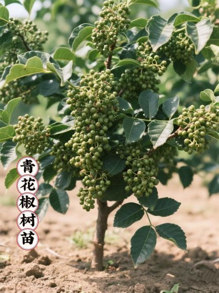 花椒树苗多少钱一棵_如何挑选优质花椒树苗-第3张图片-山城妙识