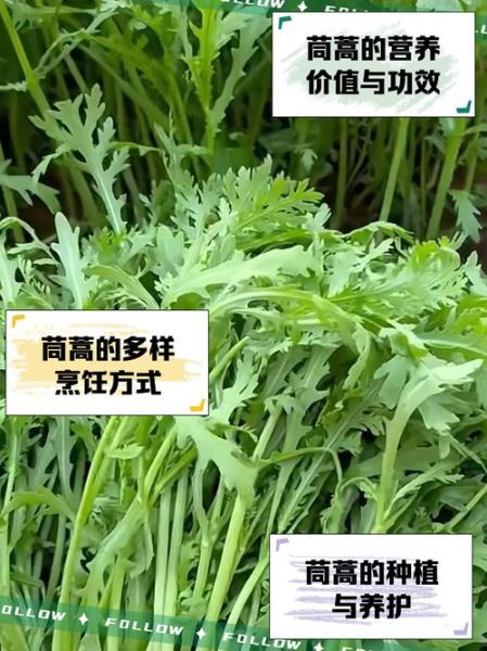 茼蒿菜怎么做好吃_茼蒿菜的功效与作用-第1张图片-山城妙识