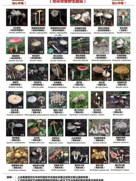 野生蘑菇图片识别大全_如何区分有毒与可食用-第1张图片-山城妙识
