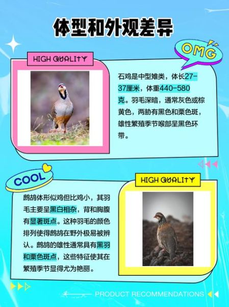 鹧鸪长什么样_鹧鸪和斑鸠的区别-第3张图片-山城妙识