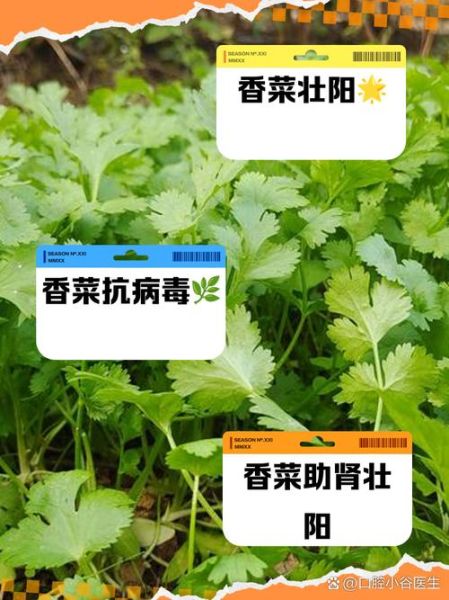 香菜壮阳是真的吗_香菜能提高性功能吗-第1张图片-山城妙识