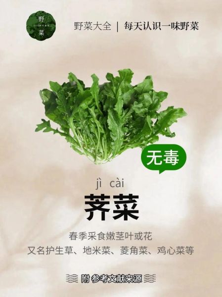 荠菜的功效与作用_荠菜什么人不能吃-第2张图片-山城妙识