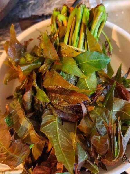 香椿炒鸡蛋香椿用烫吗_焯水多久合适-第2张图片-山城妙识