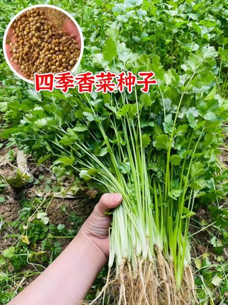 香菜壮阳是真的吗_香菜能提高性功能吗-第3张图片-山城妙识
