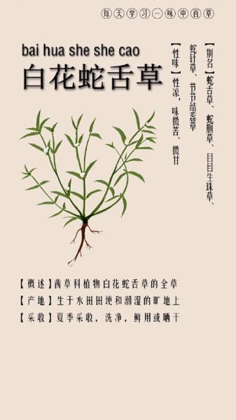 蛇舌草图片功效与作用_蛇舌草能长期泡水喝吗-第1张图片-山城妙识