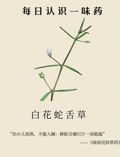 蛇舌草图片功效与作用_蛇舌草能长期泡水喝吗-第2张图片-山城妙识