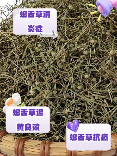 蛇舌草图片功效与作用_蛇舌草能长期泡水喝吗-第3张图片-山城妙识
