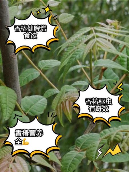 香椿的功效与副作用_哪些人不能吃-第1张图片-山城妙识