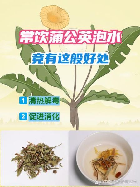 蒲公英根泡水喝的利弊_长期喝有什么副作用-第1张图片-山城妙识