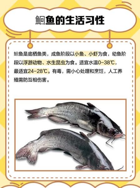 鮰鱼干净吗_鮰鱼有污染吗-第1张图片-山城妙识
