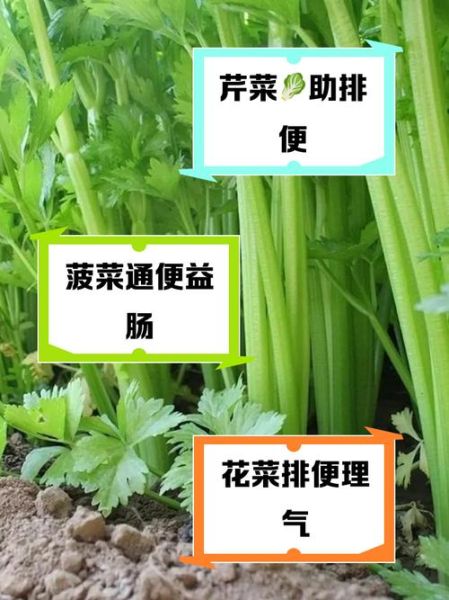 通便的蔬菜有哪些_哪些蔬菜通便最快-第3张图片-山城妙识