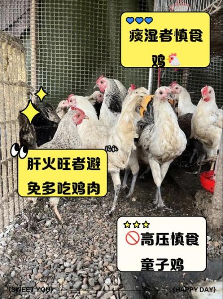 童子鸡的功效与禁忌_什么人不能吃-第1张图片-山城妙识